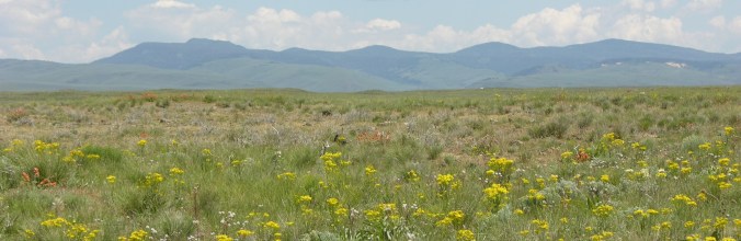 Range Plants | Learn about Rangelands