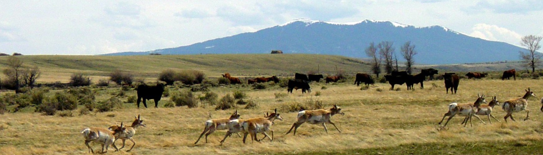 Range Animals | Learn about Rangelands