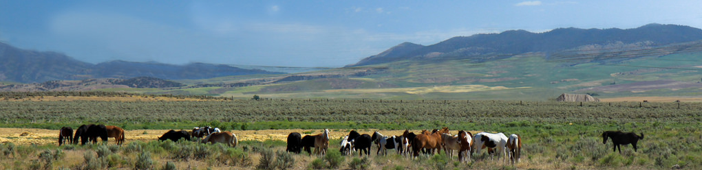 Rangeland Ecology & Management | Learn about Rangelands